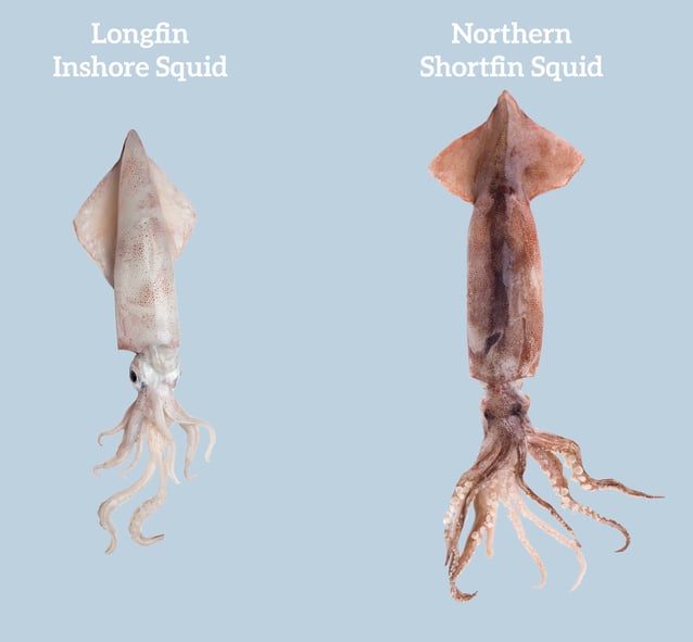 Longfin and Shortfin Squid - What's the Difference?