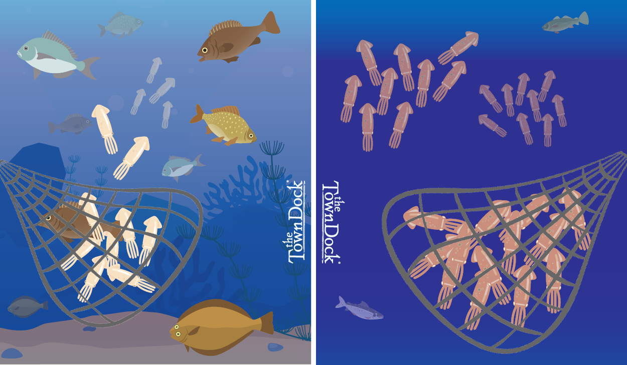 Longfin and Shortfin Squid - What's the Difference?